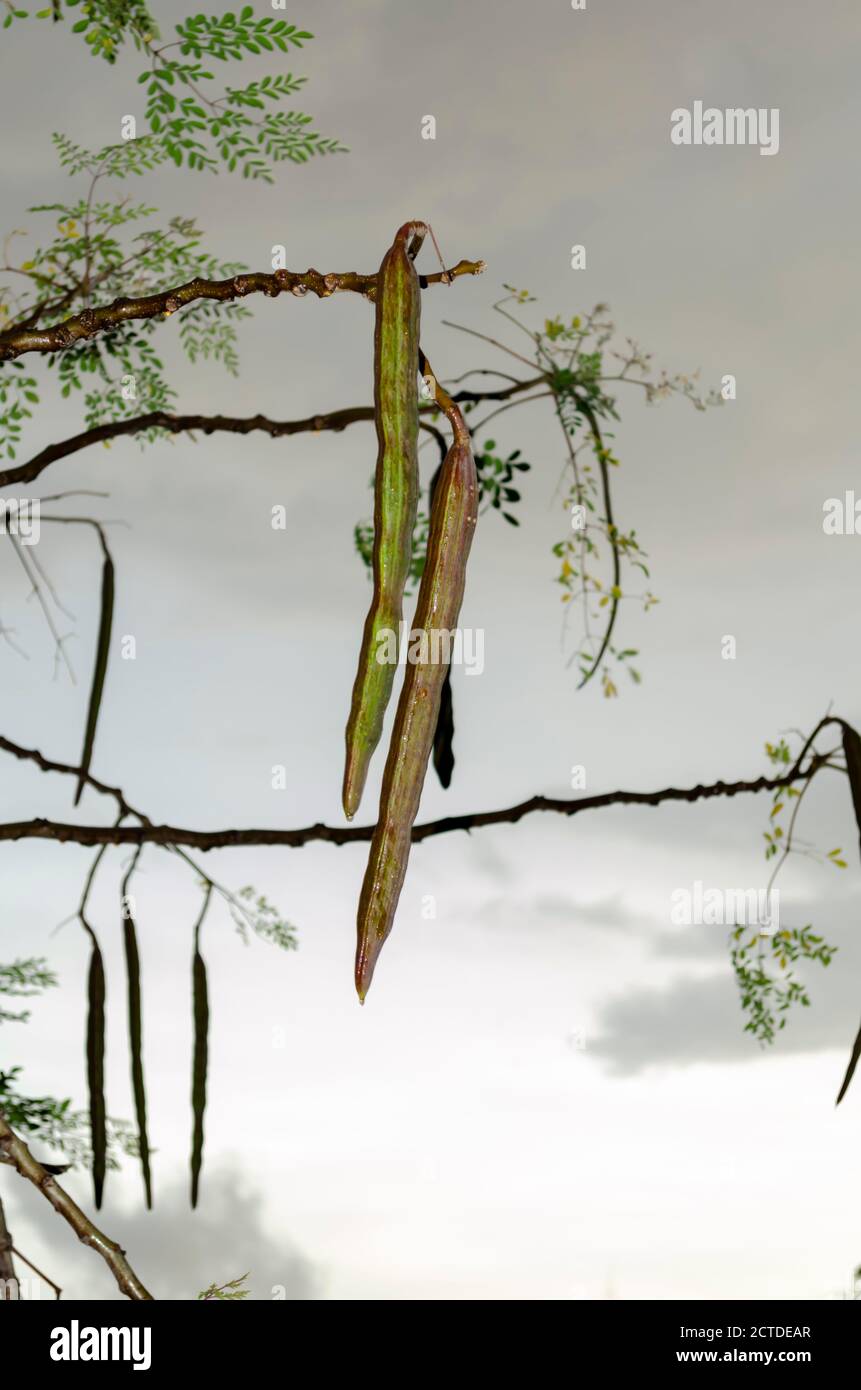 Moringa trees hi-res stock photography and images - Alamy