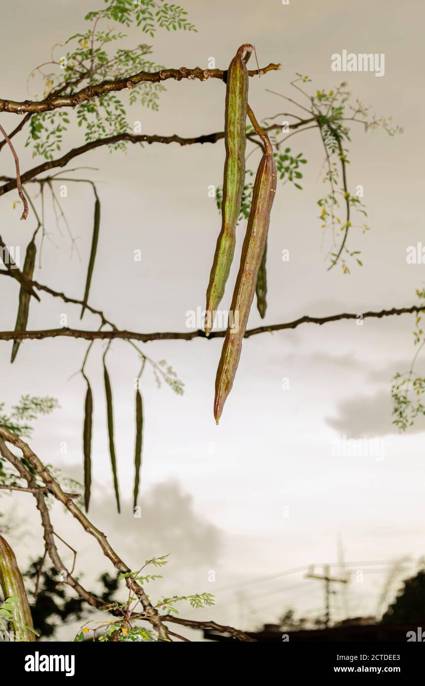 Moringa trees hi-res stock photography and images - Alamy