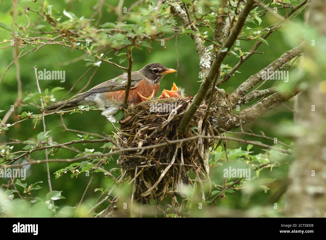 Birds: Female Robin feeding nestlings Stock Photo - Alamy