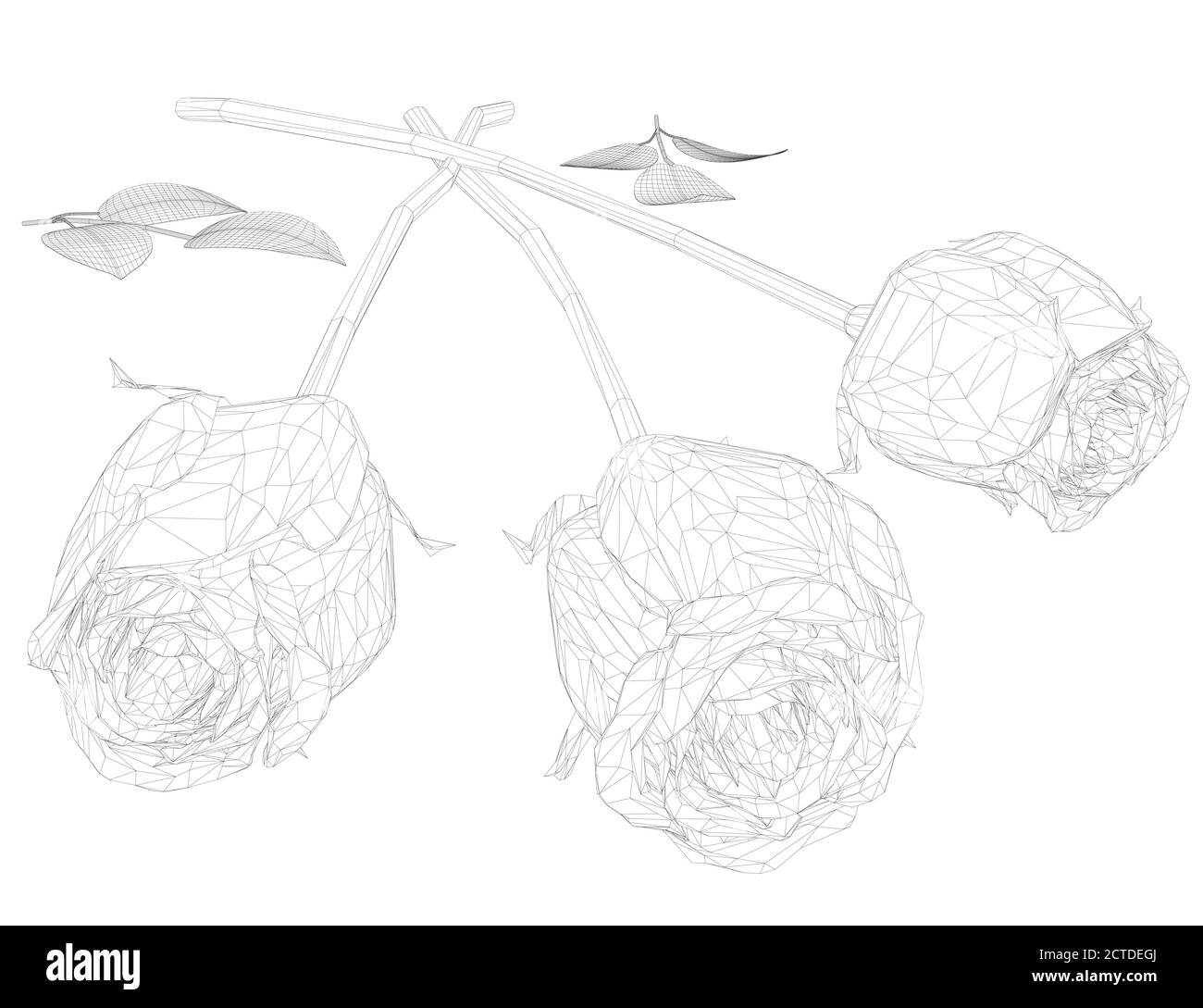 Wireframe of a bouquet of three roses from black lines isolated on ...