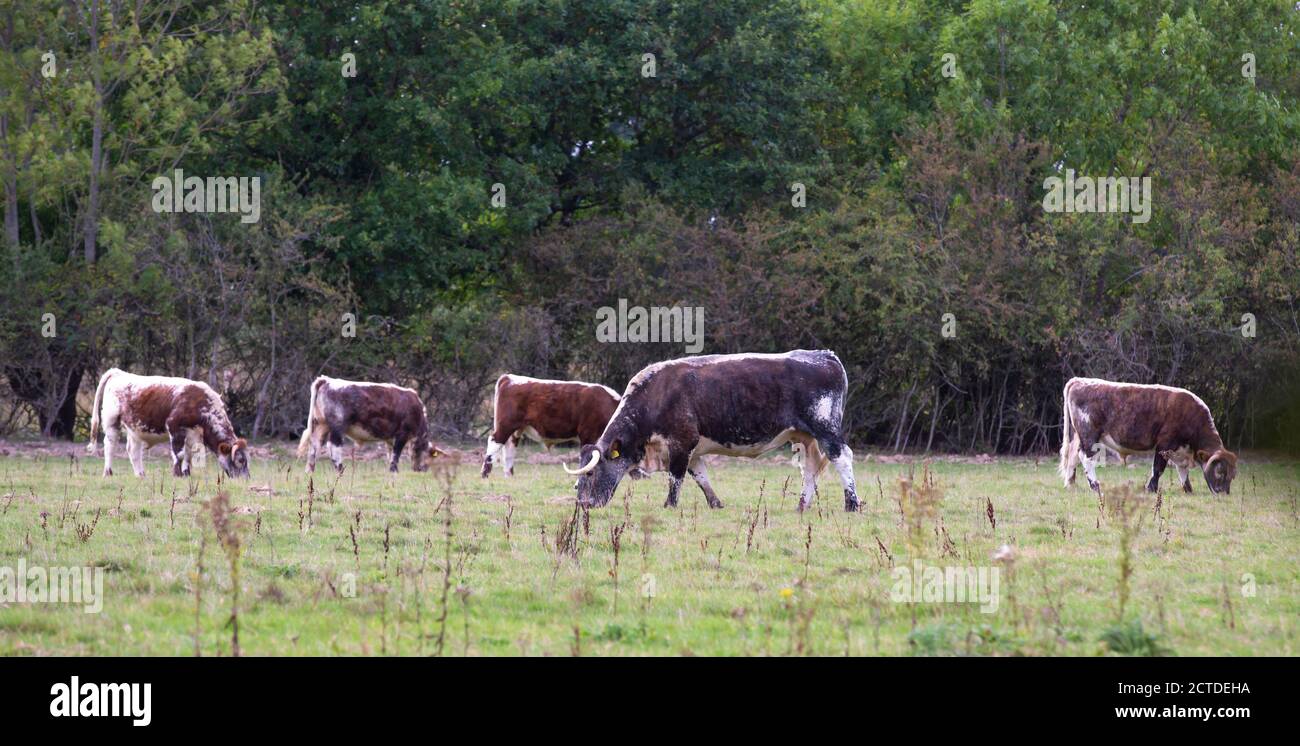 Knepp Estate Rewilding project - free roaming cattle Stock Photo - Alamy