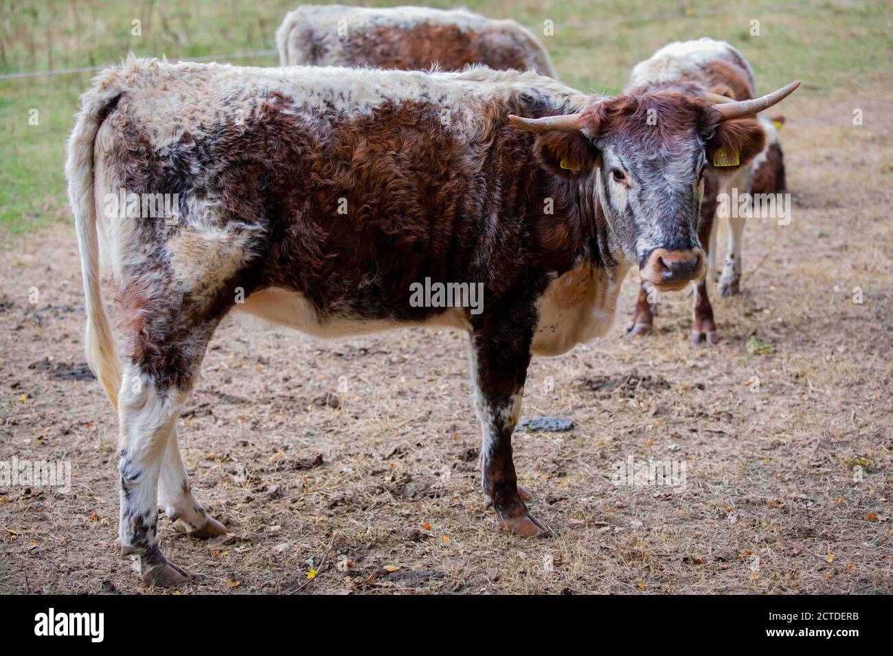 Free roaming hi-res stock photography and images - Alamy