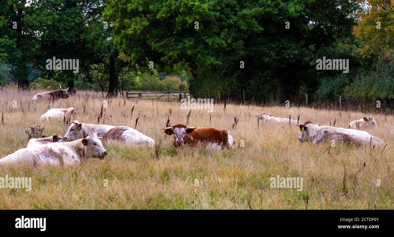 Knepp Estate Rewilding project - free roaming cattle Stock Photo - Alamy