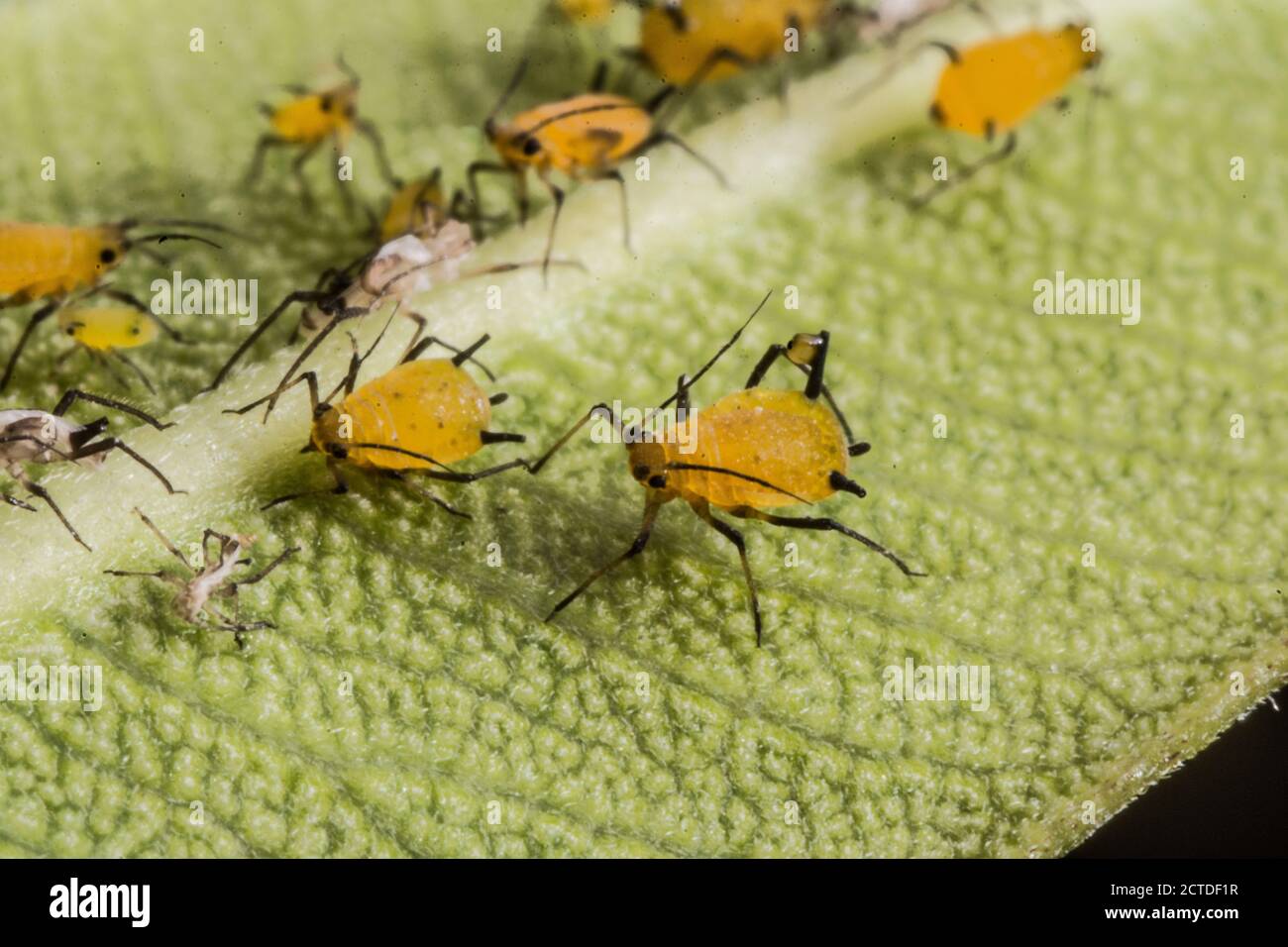 Close up of aphid hi-res stock photography and images - Alamy