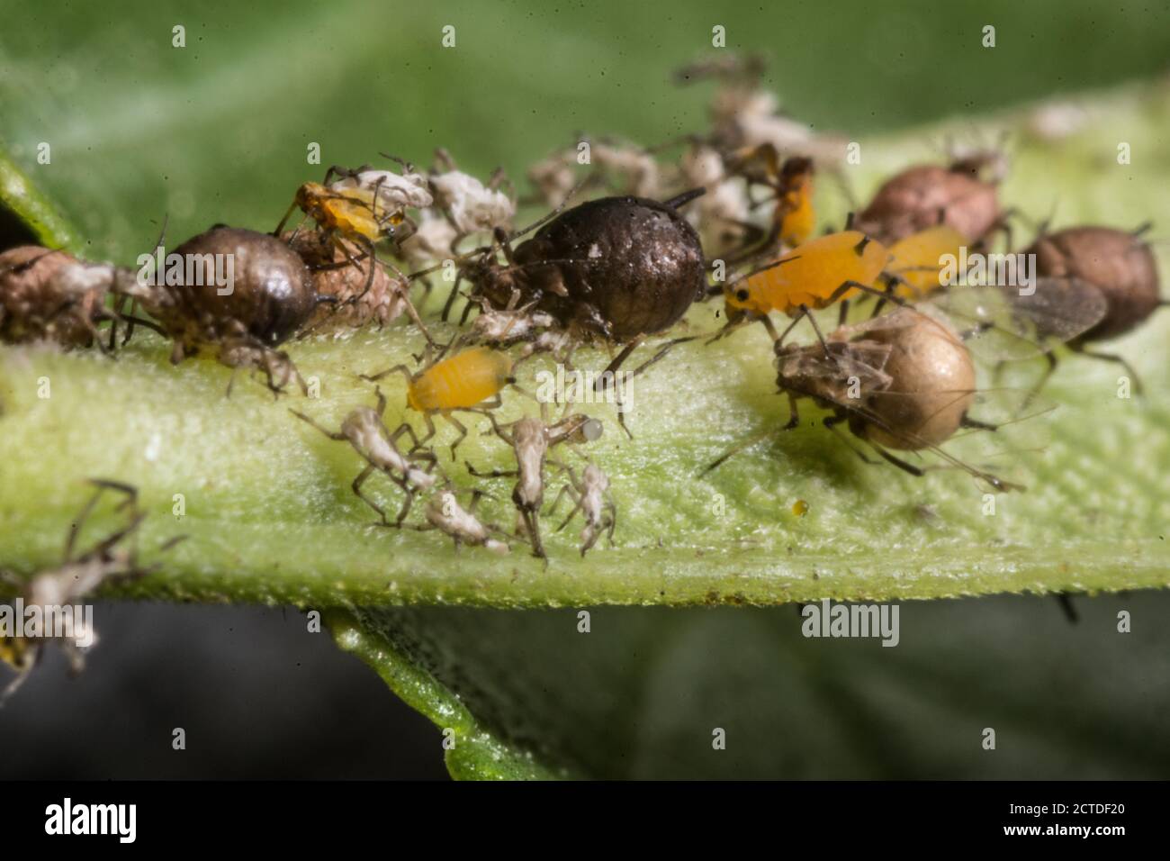 Closeup shot of a group of Aphids on a leaf Stock Photo - Alamy