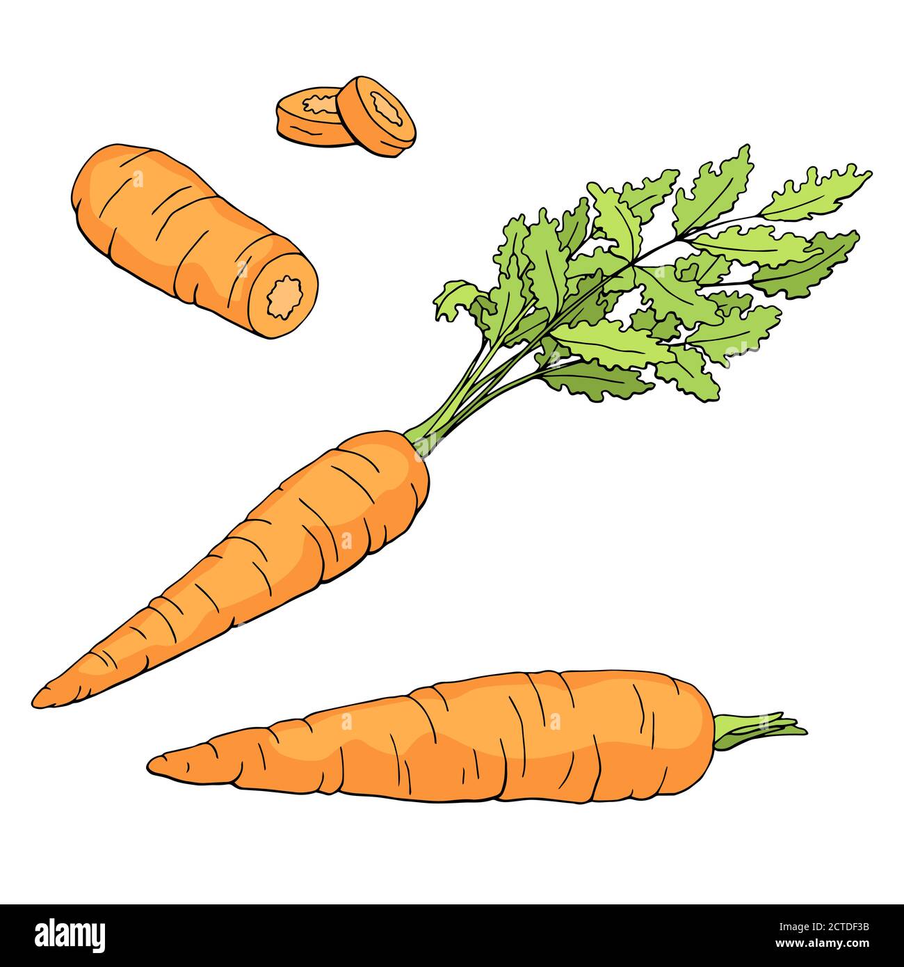 Carrot graphic set color white isolated sketch illustration vector ...