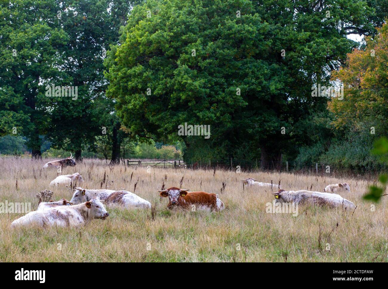 Knepp Estate Rewilding project - free roaming cattle Stock Photo - Alamy