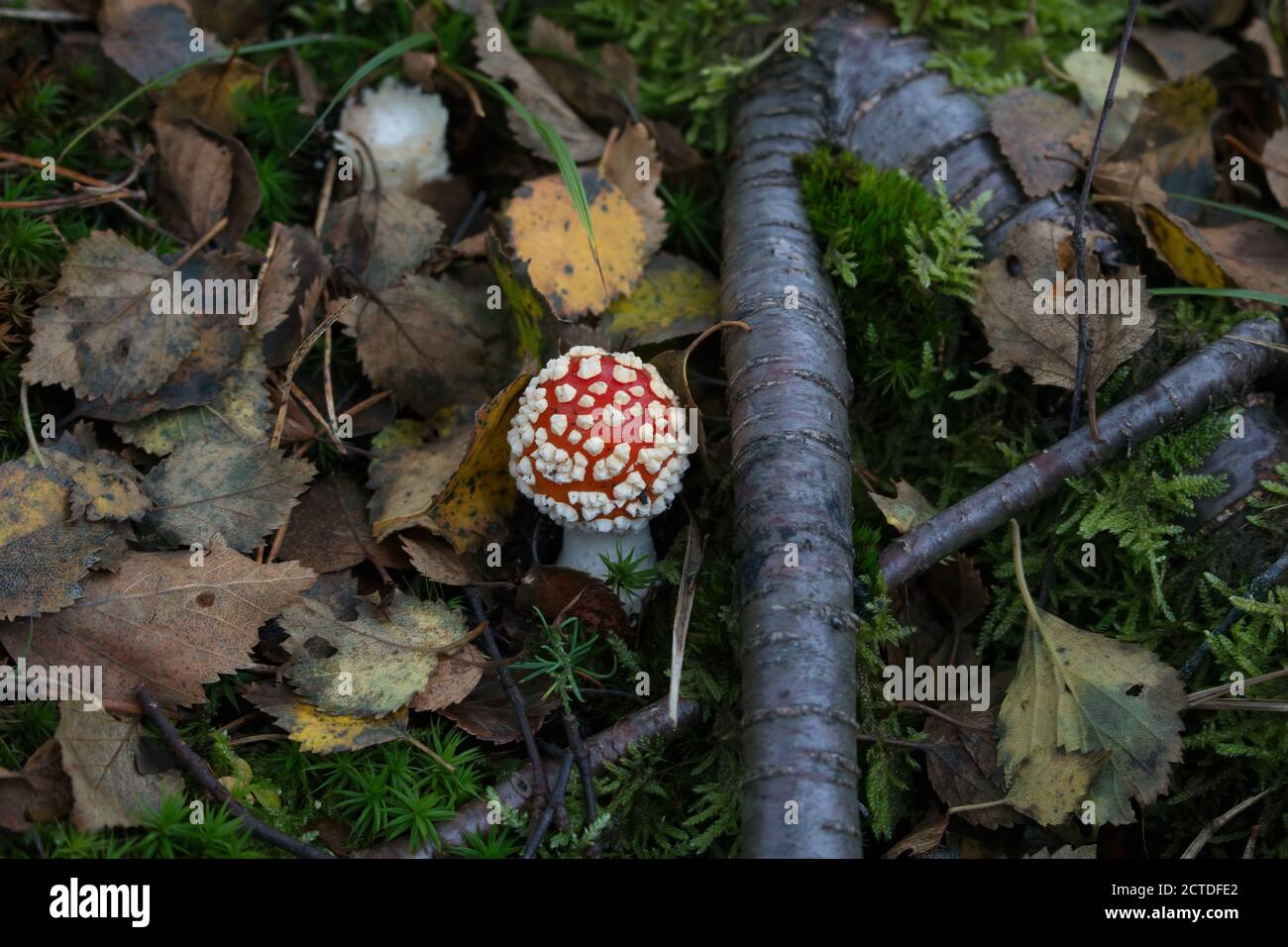 Mushrooms, autumn in the forest Stock Photo - Alamy