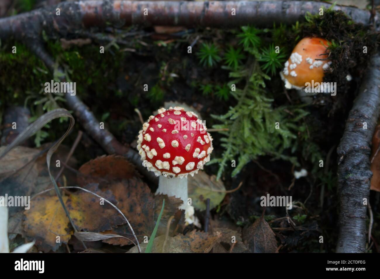 Mushrooms, autumn in the forest Stock Photo - Alamy