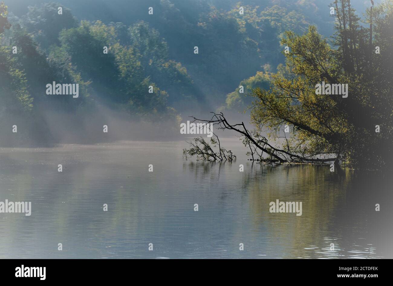 Light reflections on a tree hi-res stock photography and images - Alamy