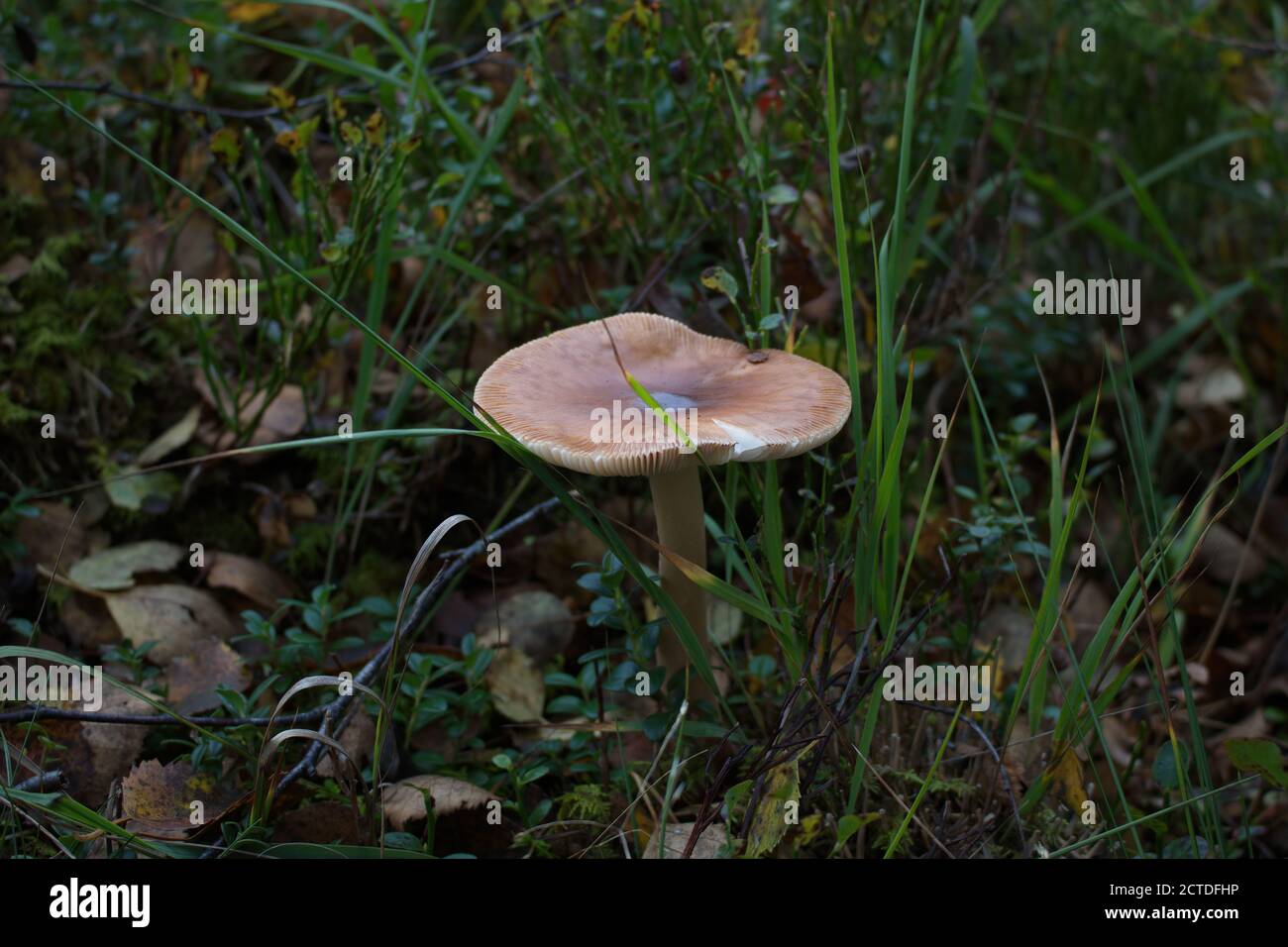 Mushrooms, autumn in the forest Stock Photo - Alamy