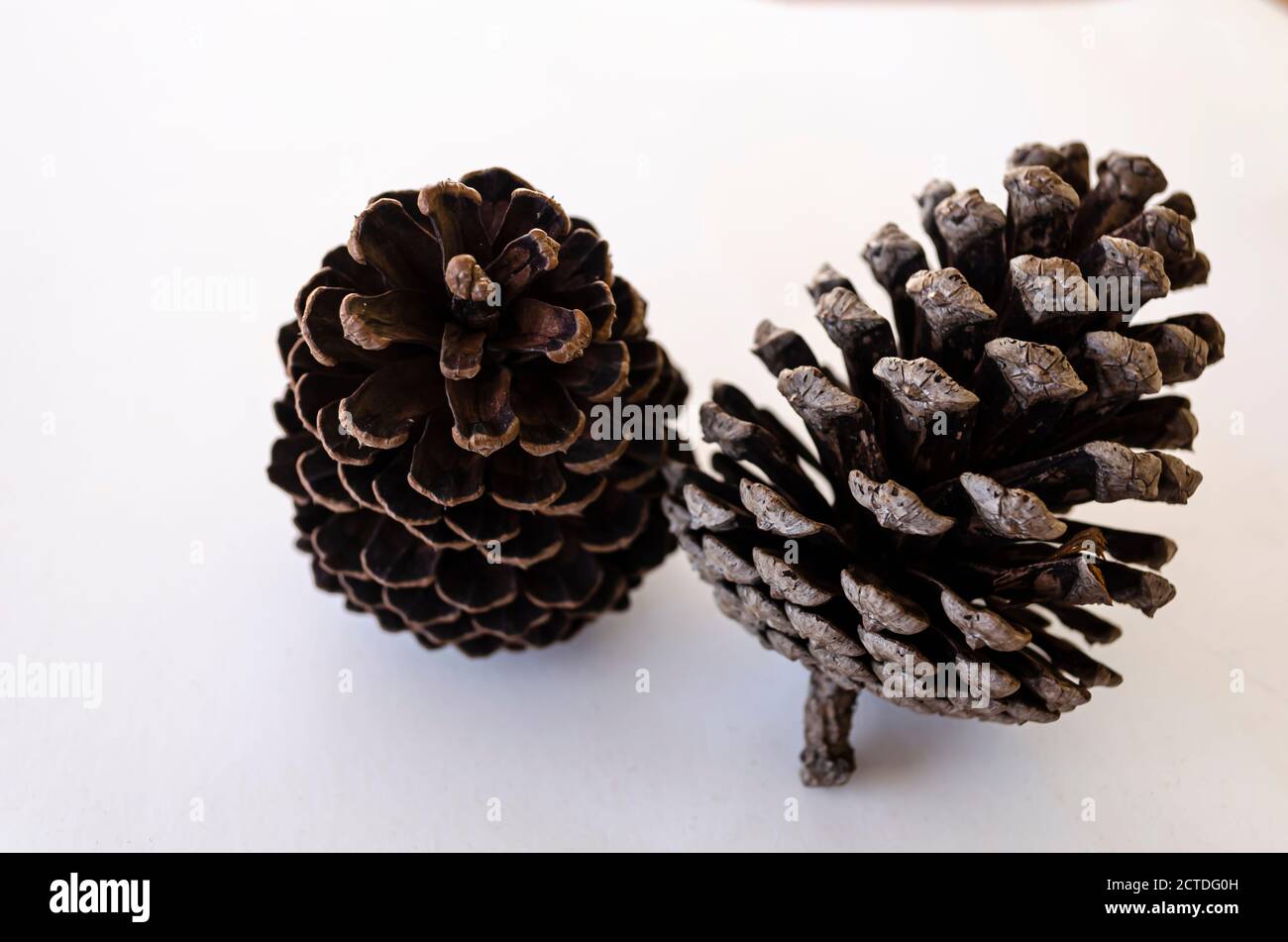 Bract scales hi-res stock photography and images - Alamy