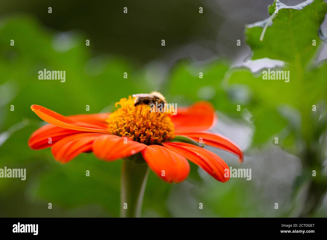 Paris garden showing the beauty of France nature Stock Photo - Alamy