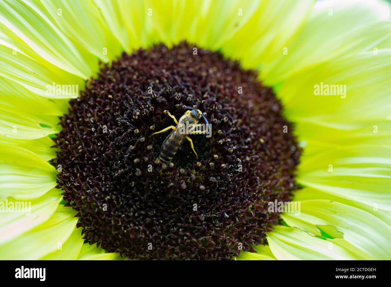 Paris garden showing the beauty of France nature Stock Photo - Alamy