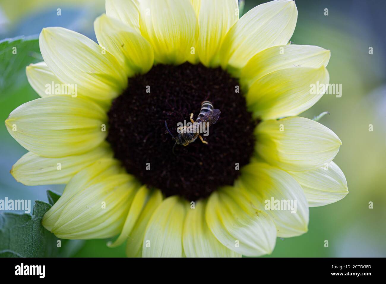 Paris garden showing the beauty of France nature Stock Photo - Alamy