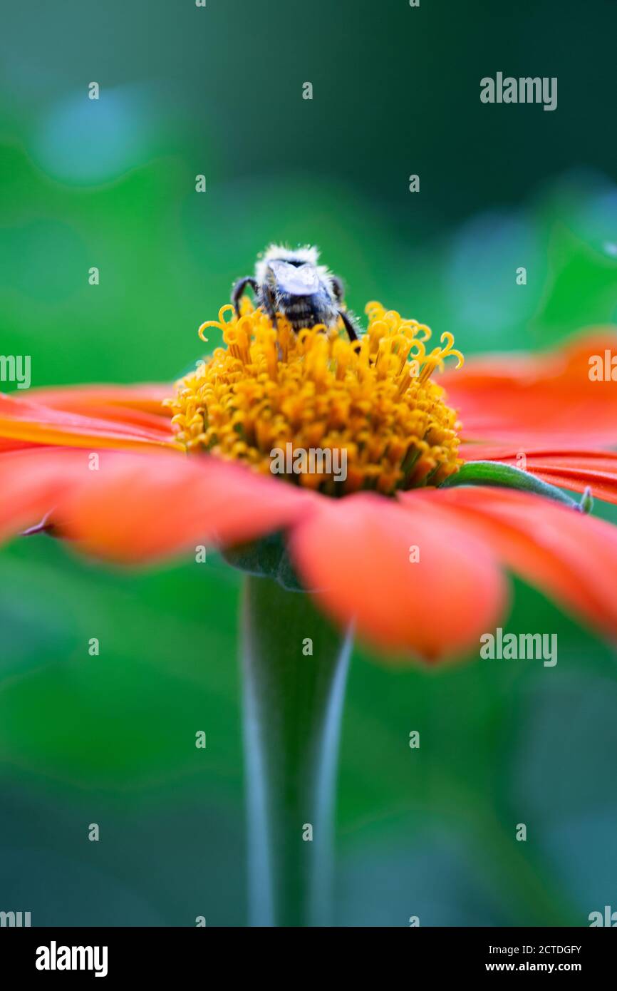 Paris garden showing the beauty of France nature Stock Photo - Alamy