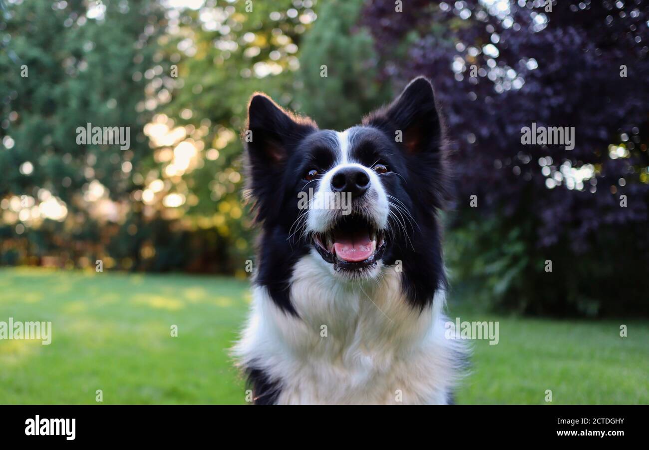 Border collie head hi-res stock photography and images - Alamy