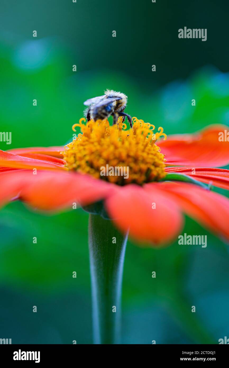 Paris garden showing the beauty of France nature Stock Photo - Alamy