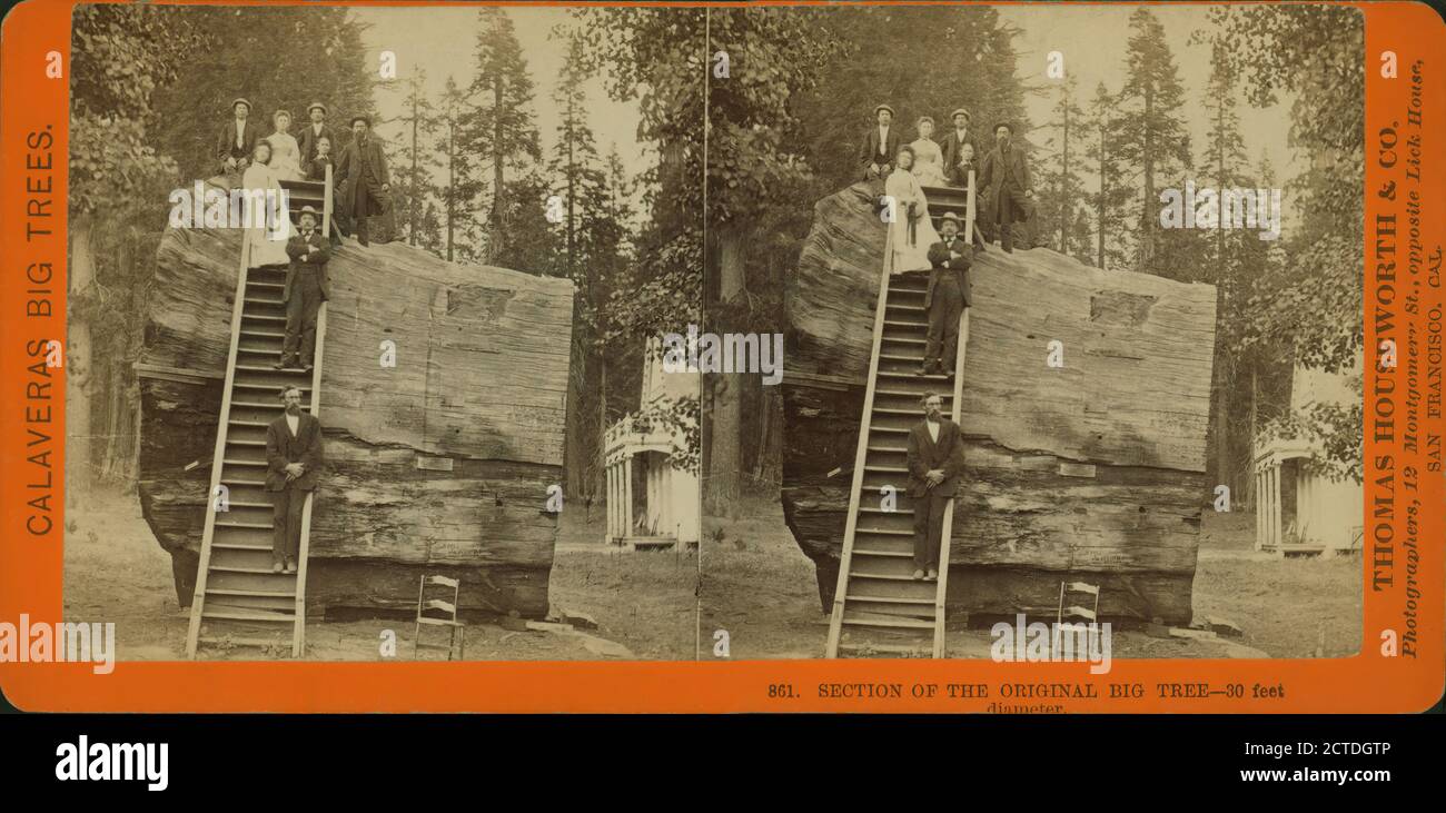 Section of the original Big Tree, 30 feet diameter., still image ...