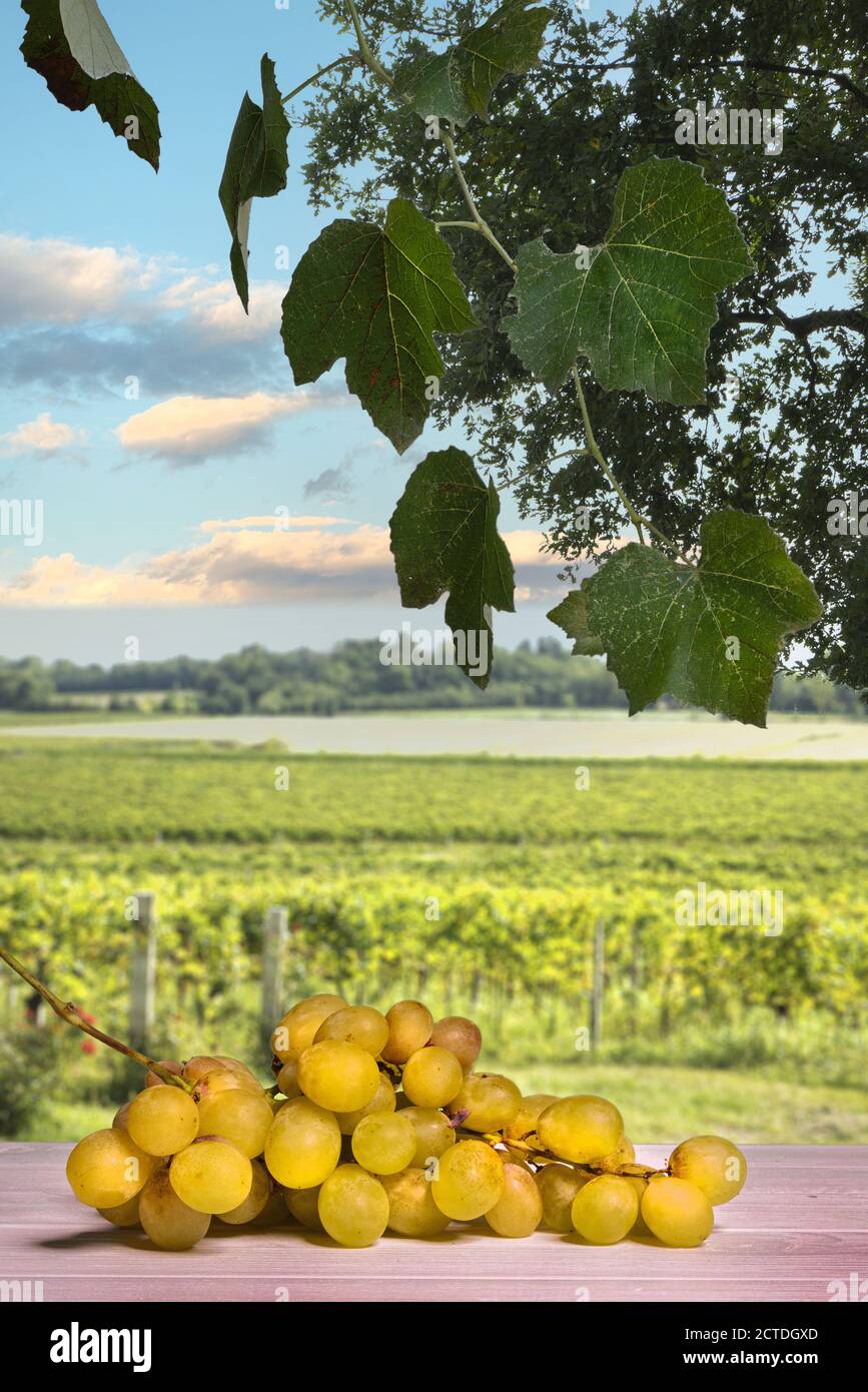 Table grape vineyard hi-res stock photography and images - Alamy