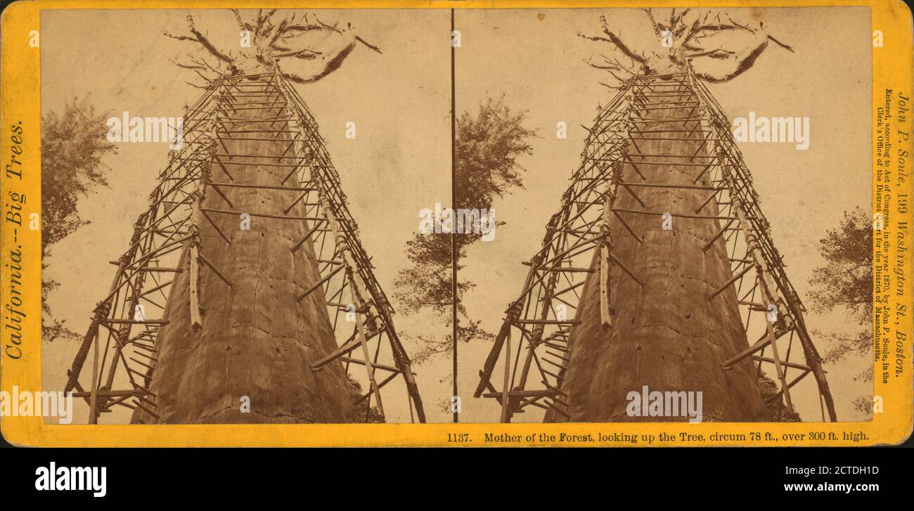 Mother of the Forest, looking up the tree, circum. 78 ft., over 300 ft ...