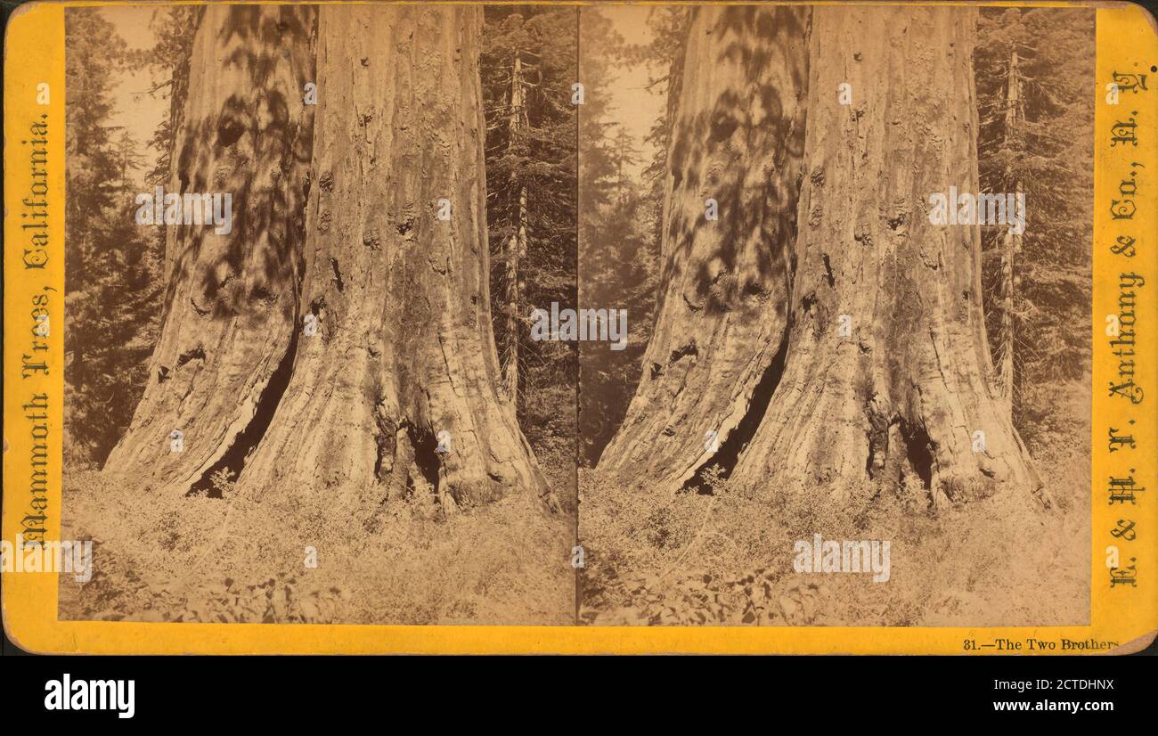 The Two Brothers., still image, Stereographs, 1860 - 1874 Stock Photo ...