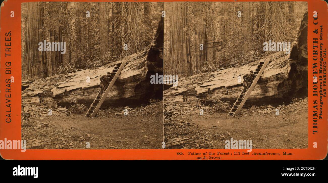 Father of the Forest ; 112 feet circumference, Mammoth Grove., still ...