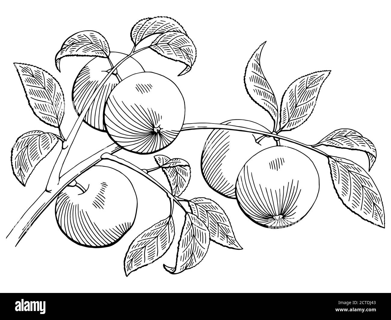 Apple graphic black white isolated sketch illustration vector Stock ...