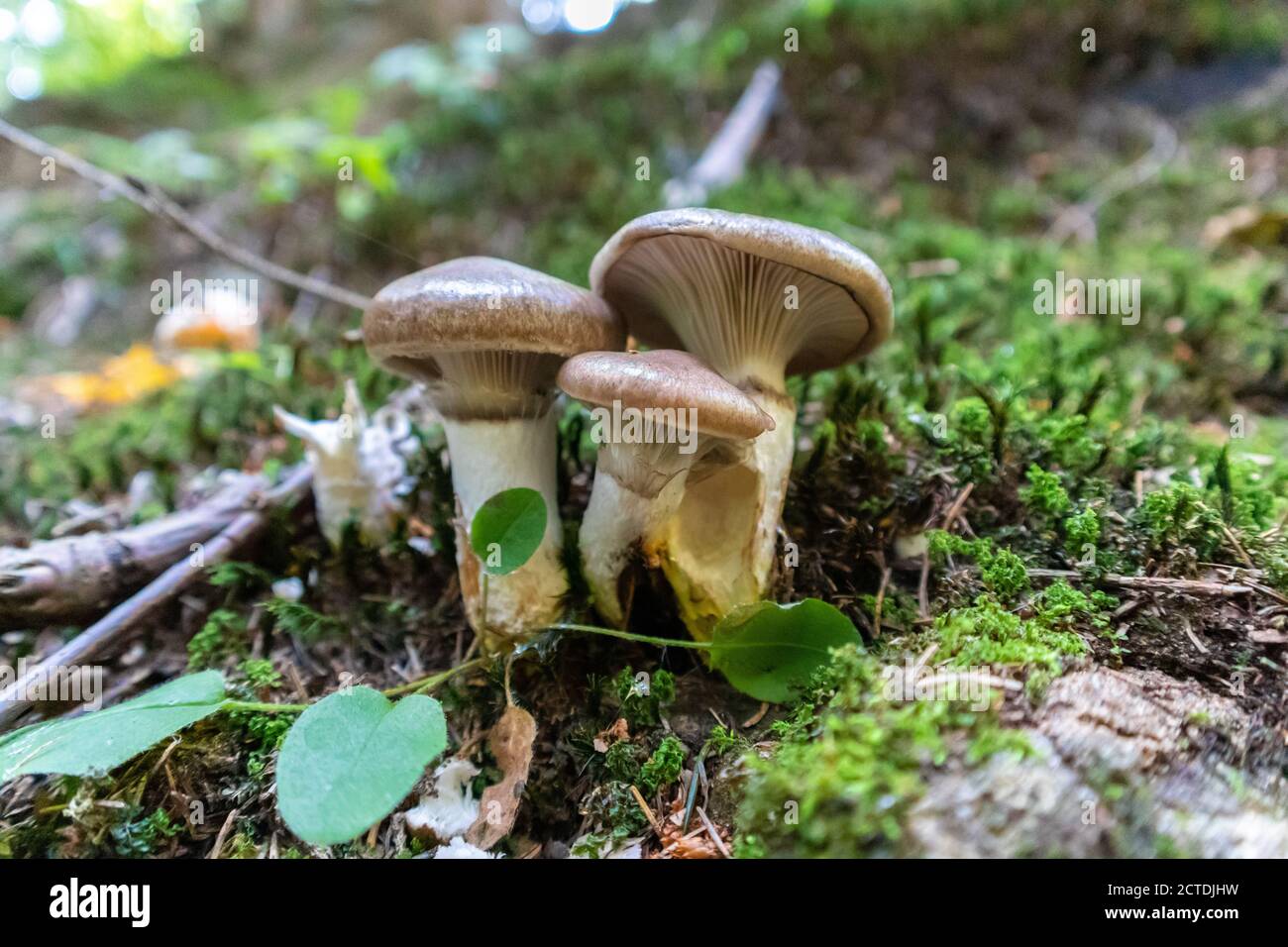 Gomphidius glutinosus, commonly known as the slimy spike-cap Stock ...