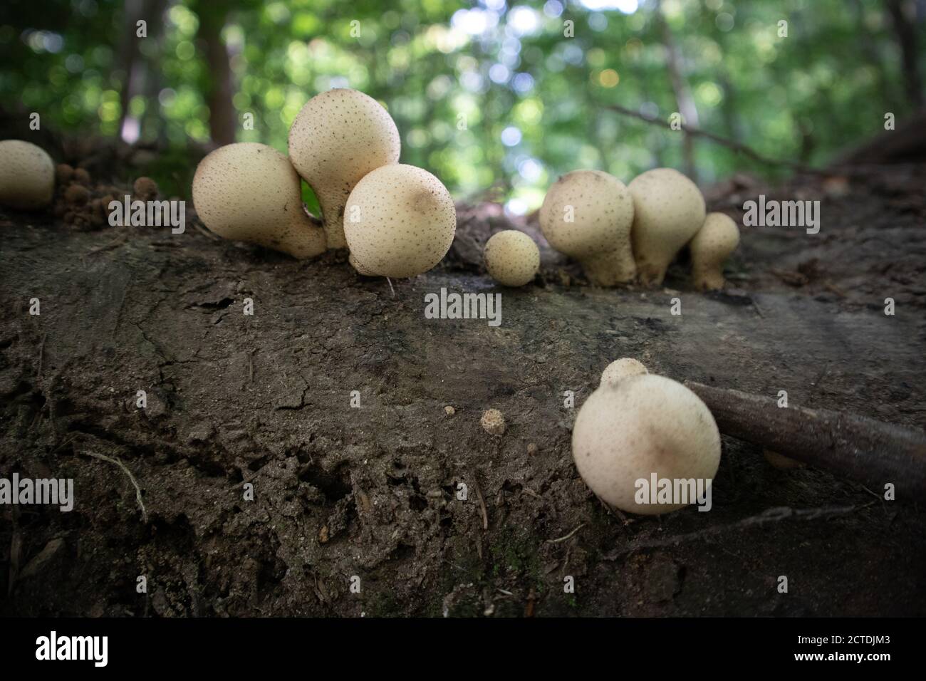 Apioperdon pyriforme commonly known as the pear-shaped puffball Stock ...