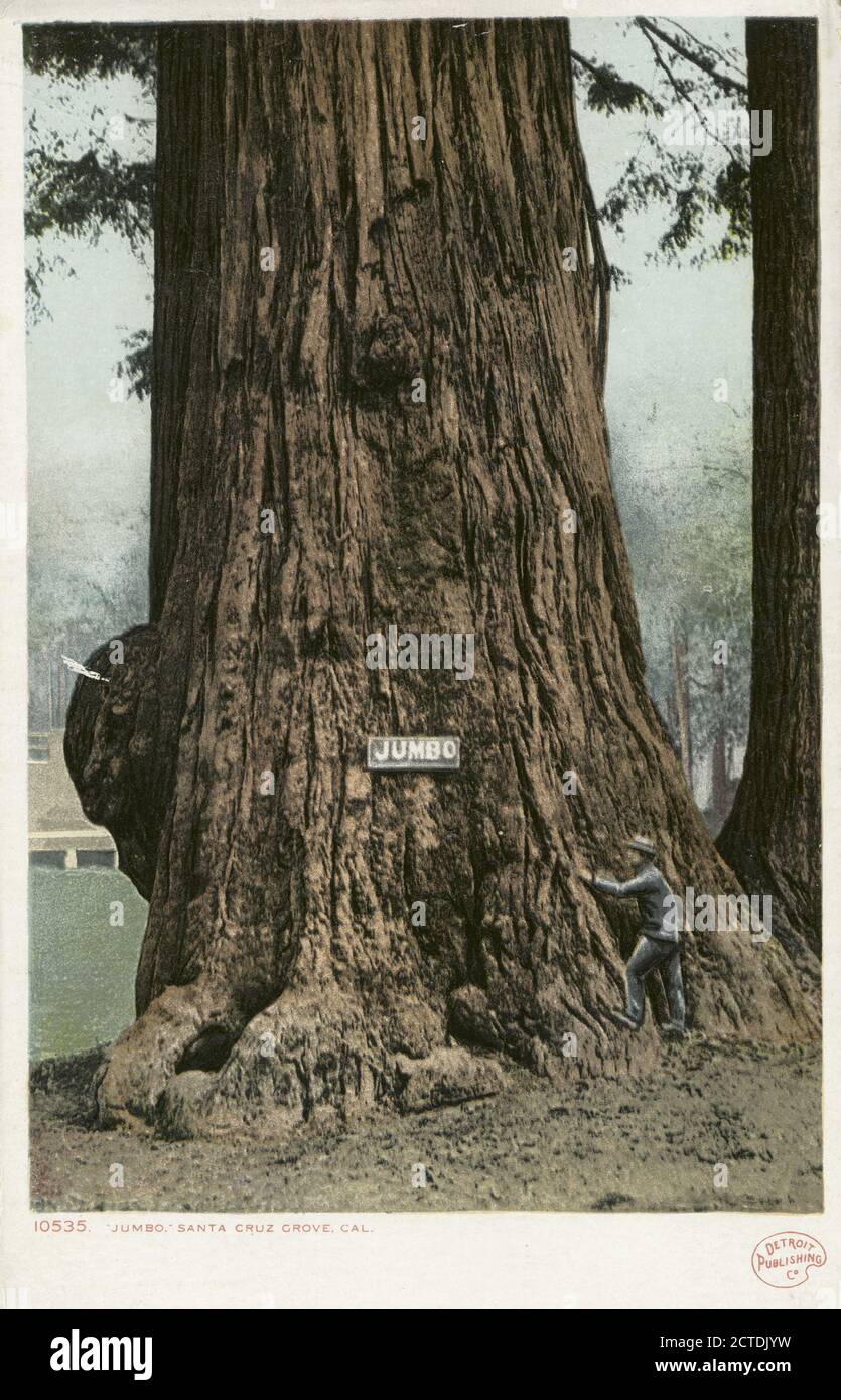 Big tree grove hi-res stock photography and images - Alamy