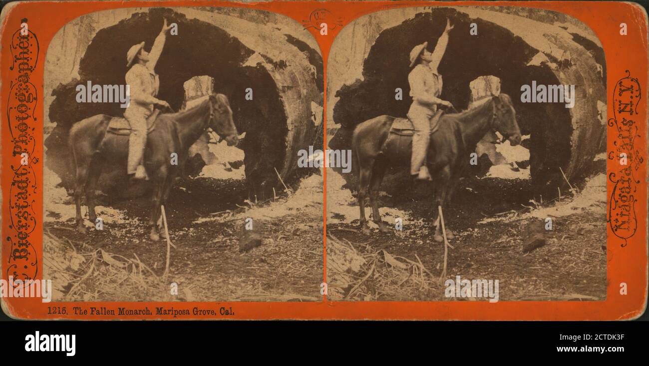 The Fallen Monarch, Mariposa Grove, Cal., still image, Stereographs ...