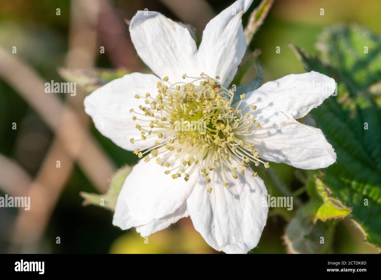 Close up of a white bramble (rubus fruticosus) flower Stock Photo - Alamy