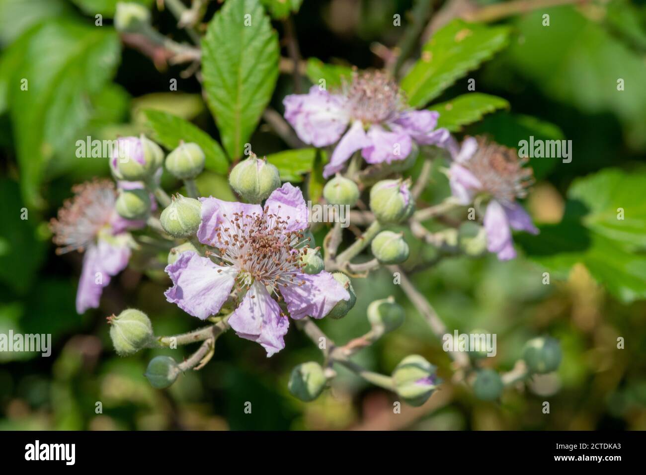 Close up of pink bramble (rubus fruticosus) flowers Stock Photo - Alamy