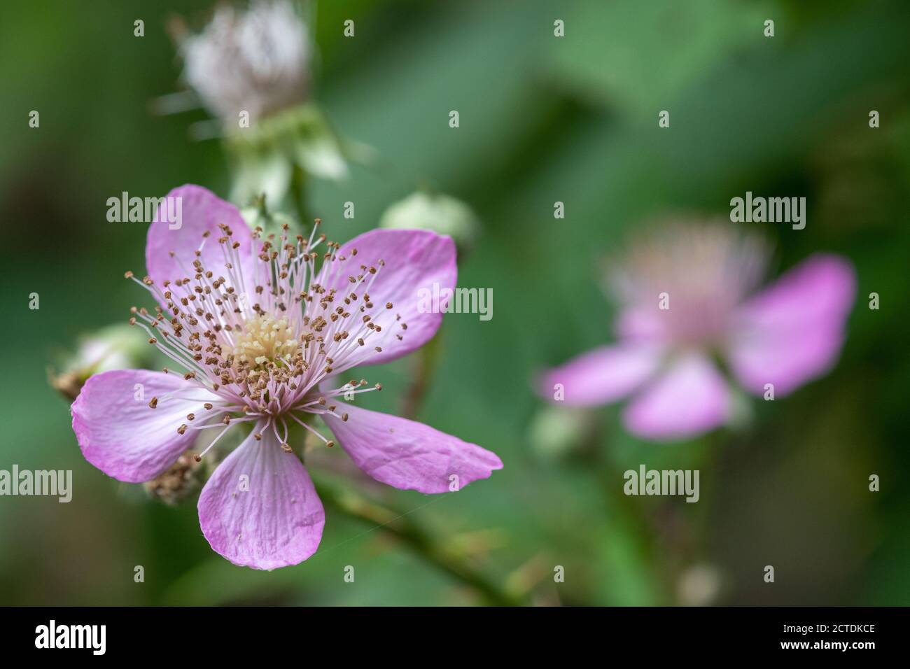 Close up of pink bramble (rubus fruticosus) flowers Stock Photo - Alamy