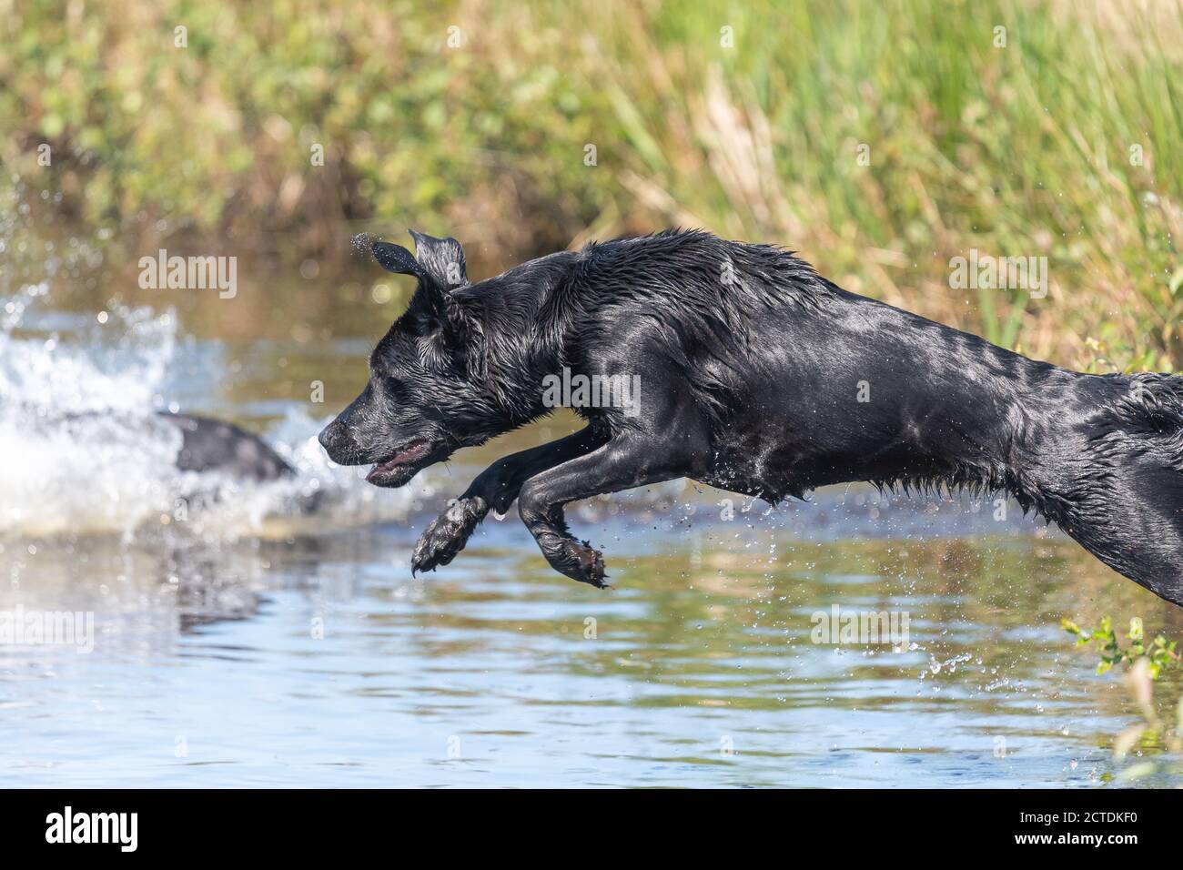 Action shot of a wet black Labrador retriever jumping into the water ...