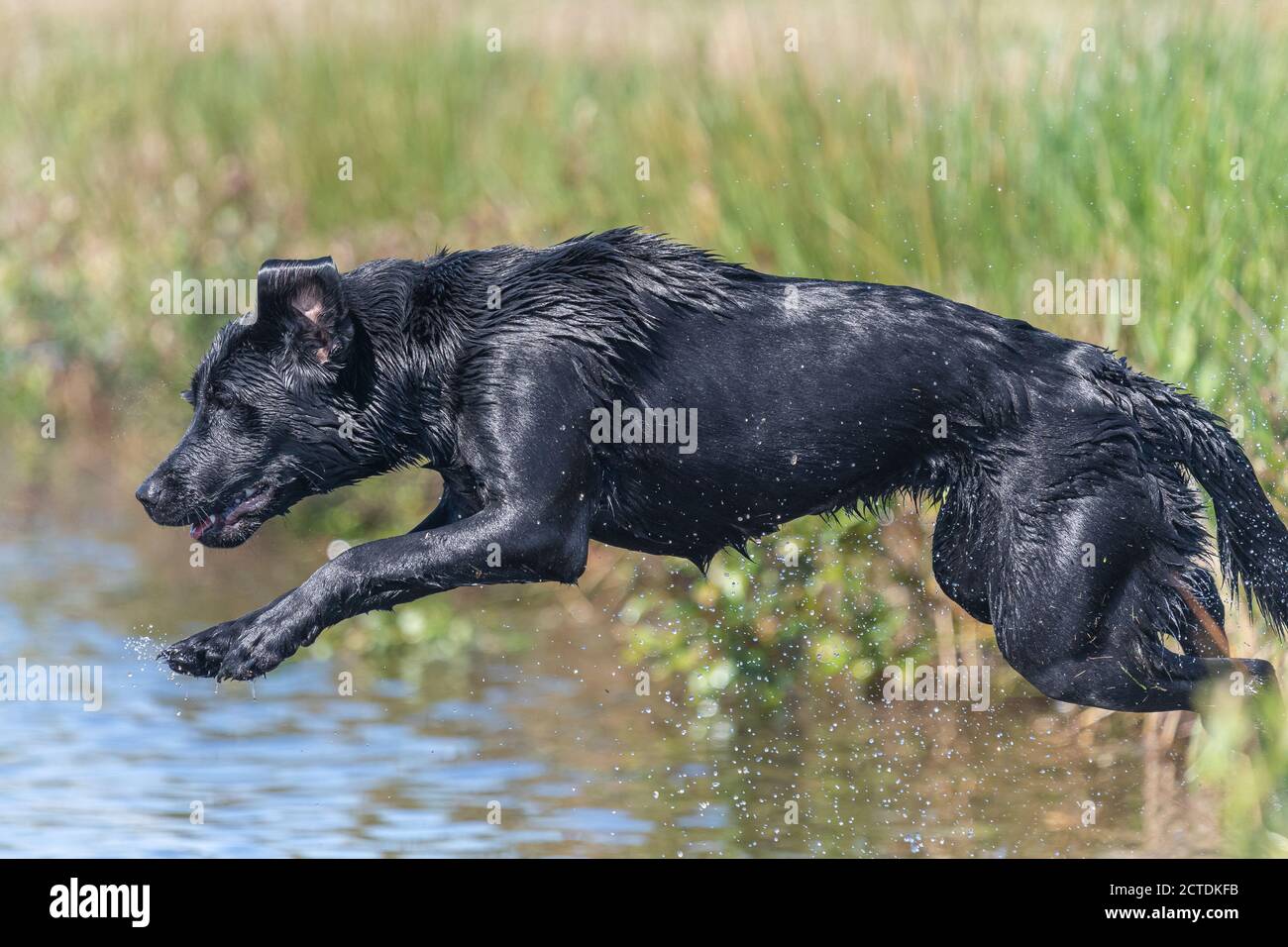 Action shot of a wet black Labrador retriever jumping into the water ...