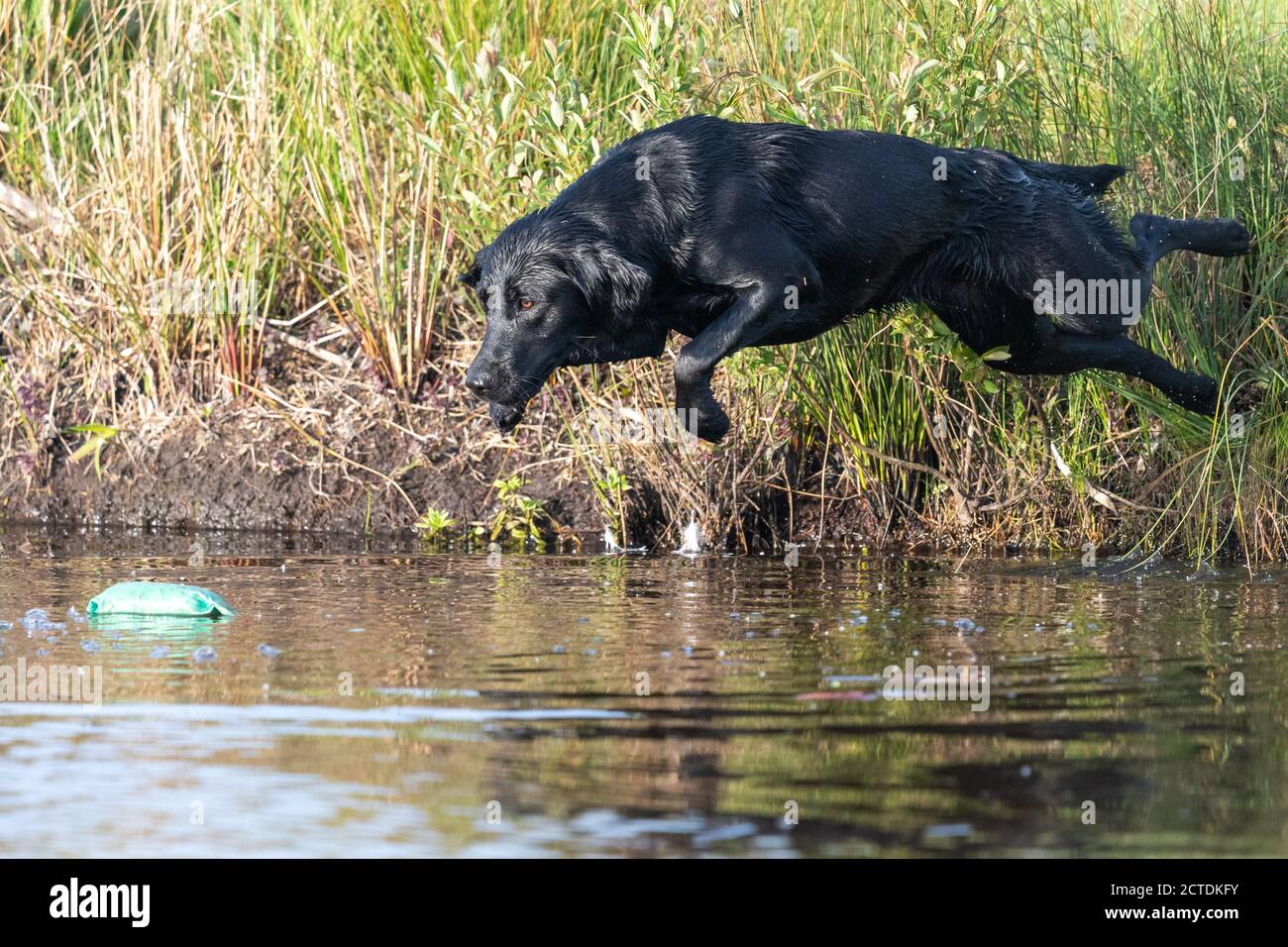 Portrait of a pedigree black Labrador jumping into the water to ...