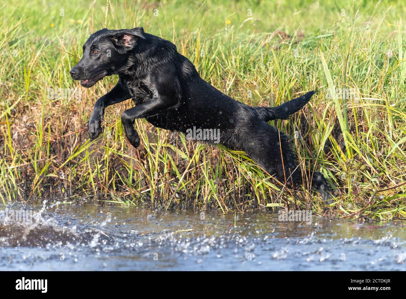 Portrait of a pedigree black Labrador jumping into the water Stock ...