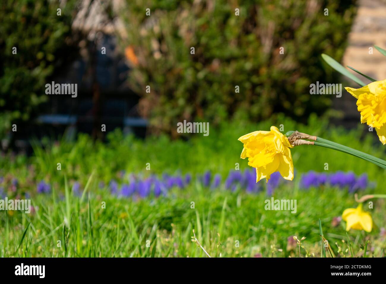 Daisy flower wilting hi-res stock photography and images - Alamy