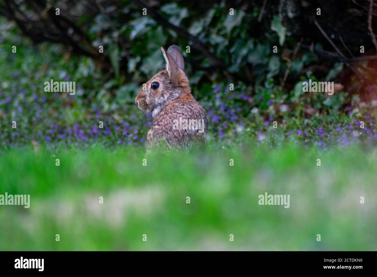 A Small Rabbit Peaking It's Head Up Above the Grass Stock Photo - Alamy