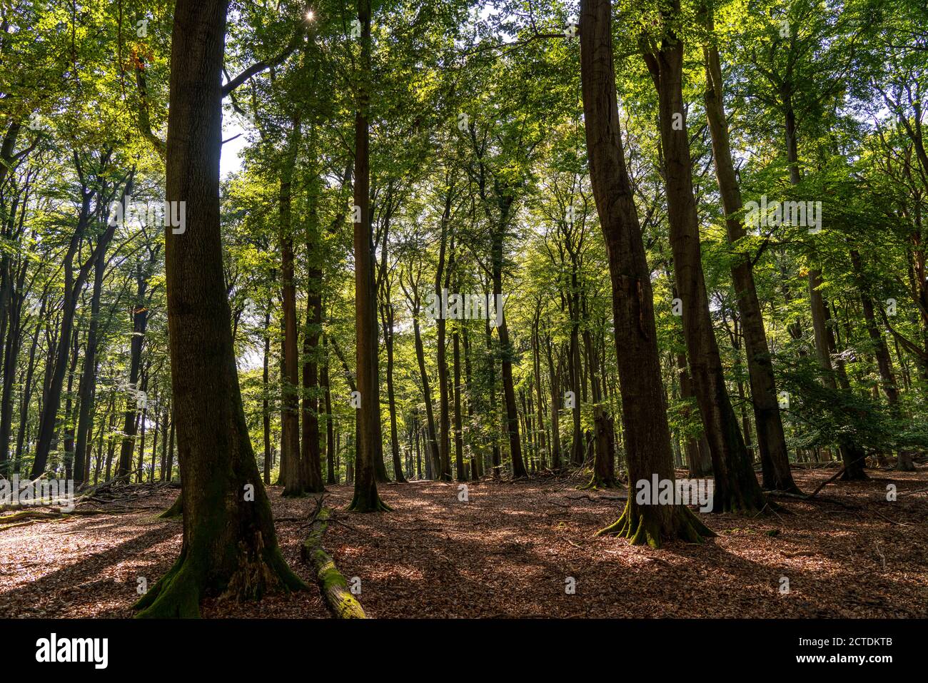 Forest area arnsberger wald hi-res stock photography and images - Alamy