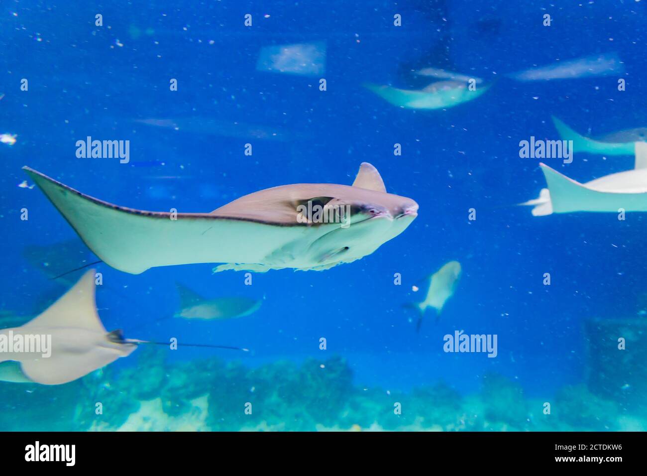 Stingray face hi-res stock photography and images - Alamy