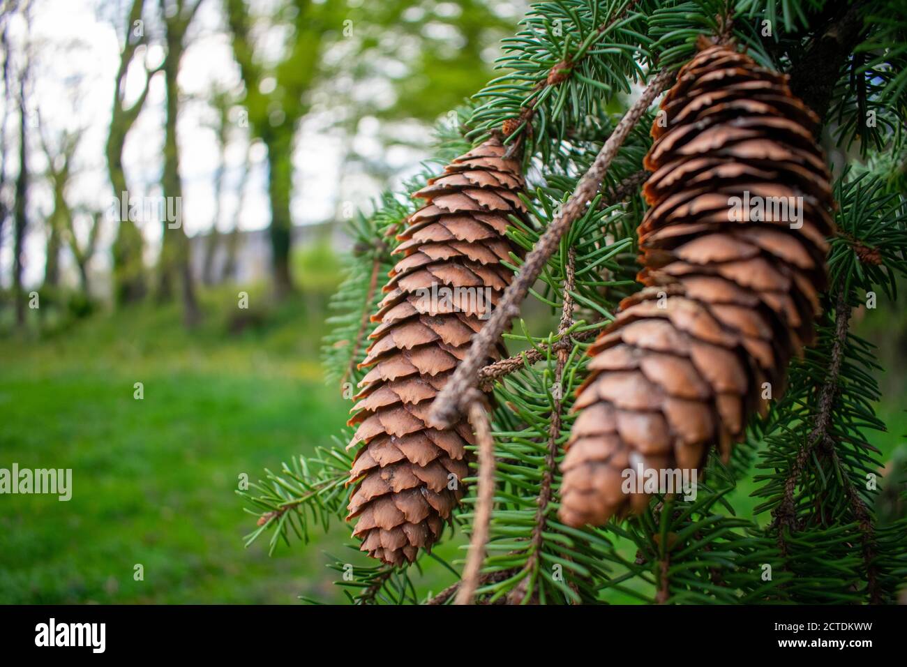 Pine cone hanging branch hi-res stock photography and images - Alamy