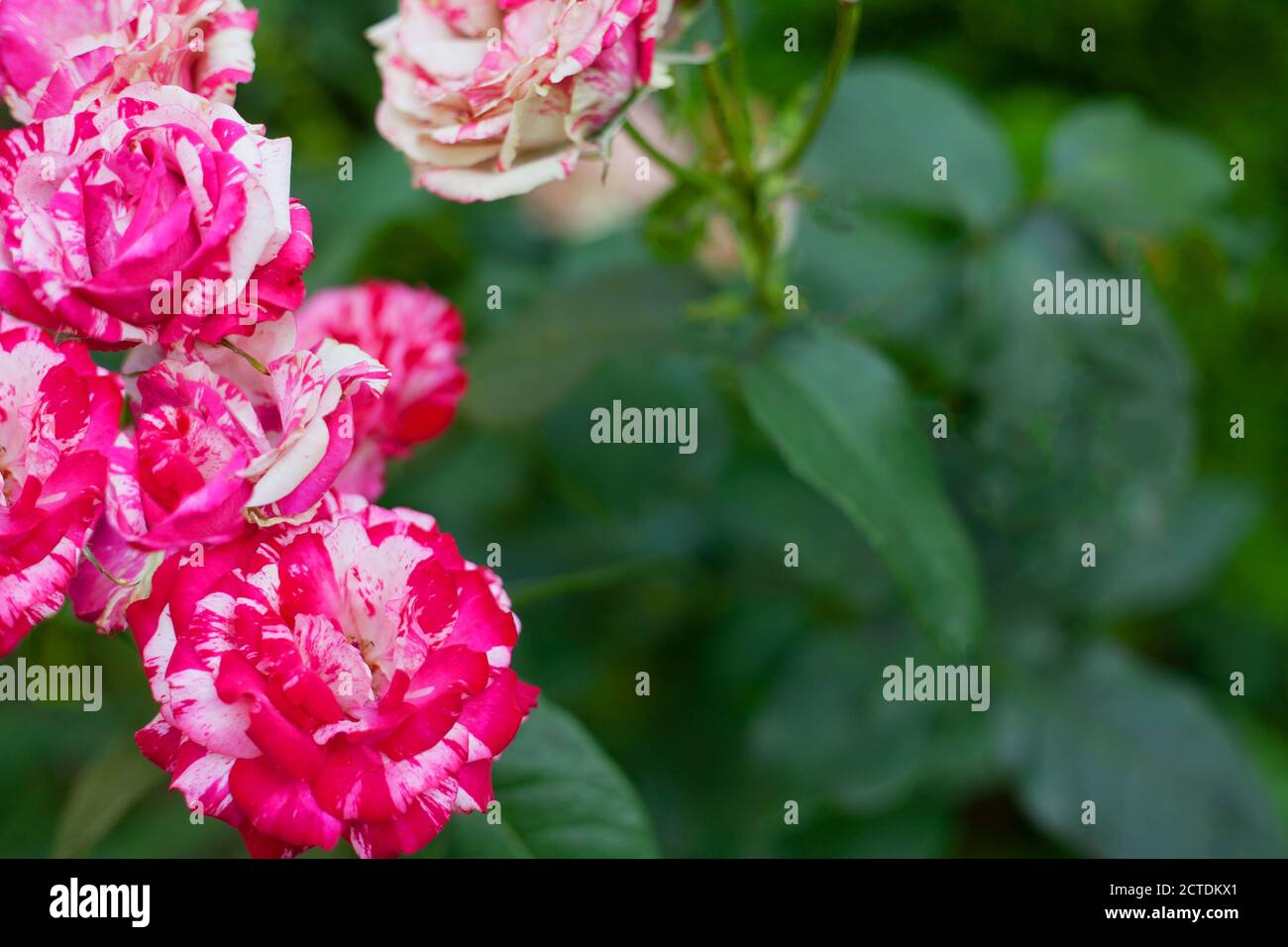 Beautiful flowers pink roses on the sun Stock Photo - Alamy