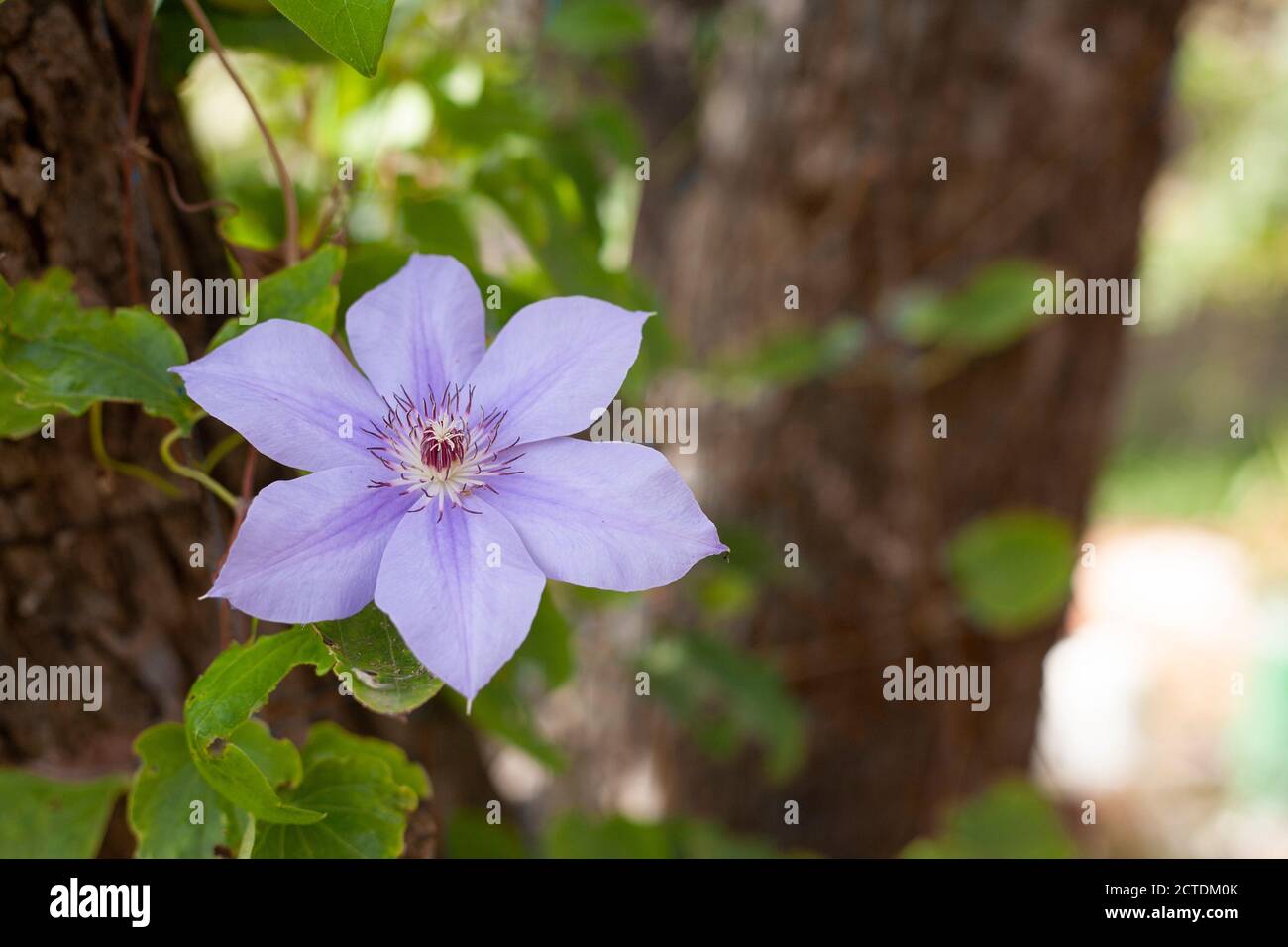 Beautiful single flower hi-res stock photography and images - Alamy