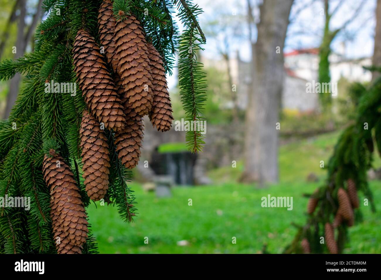 Leaf hanging from twig hi-res stock photography and images - Alamy