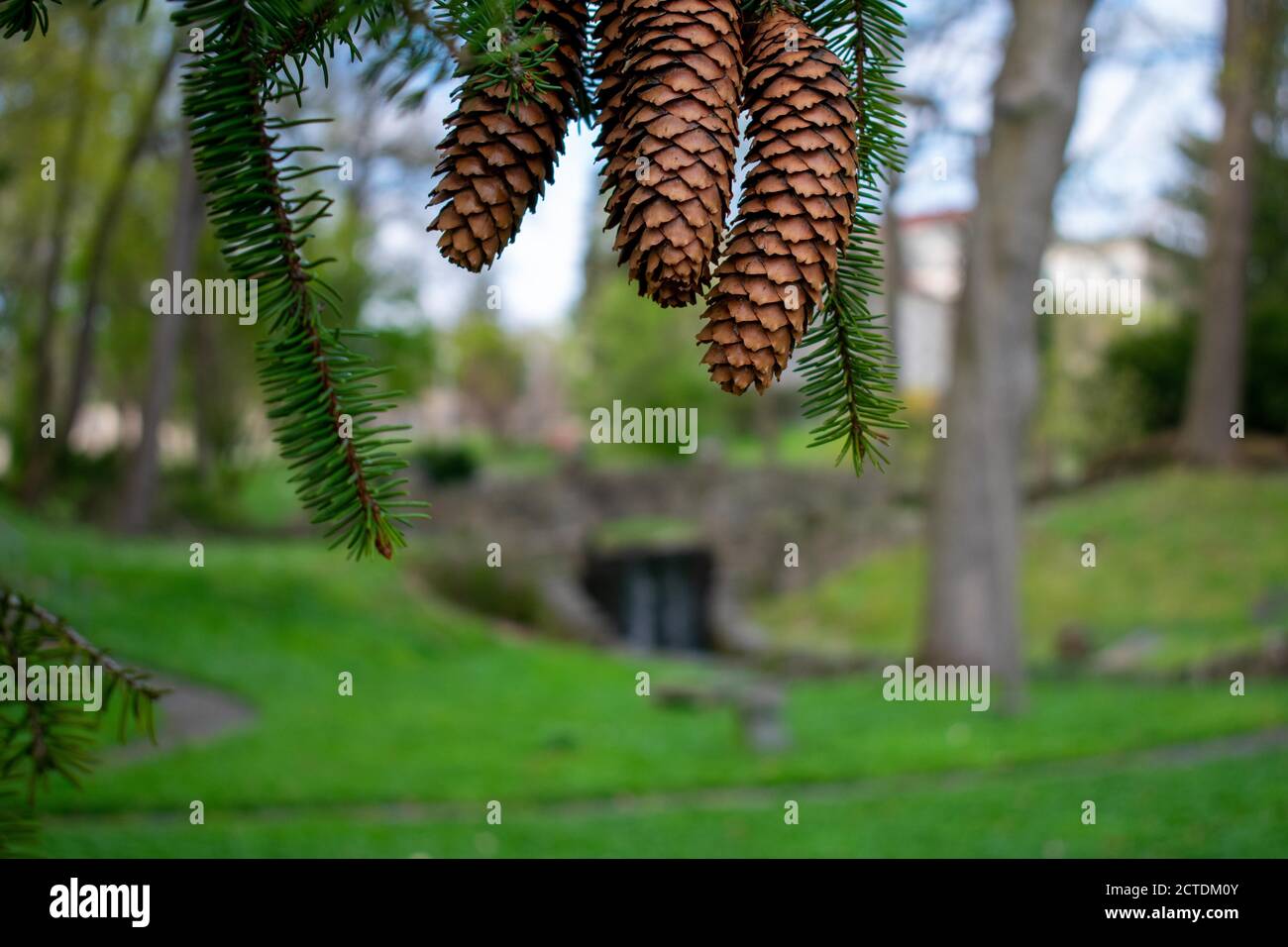 Large Pinecones Hanging From the Branch of a Pine Tree Stock Photo - Alamy