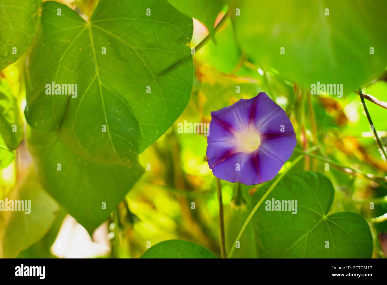 Beautiful single flower hi-res stock photography and images - Alamy