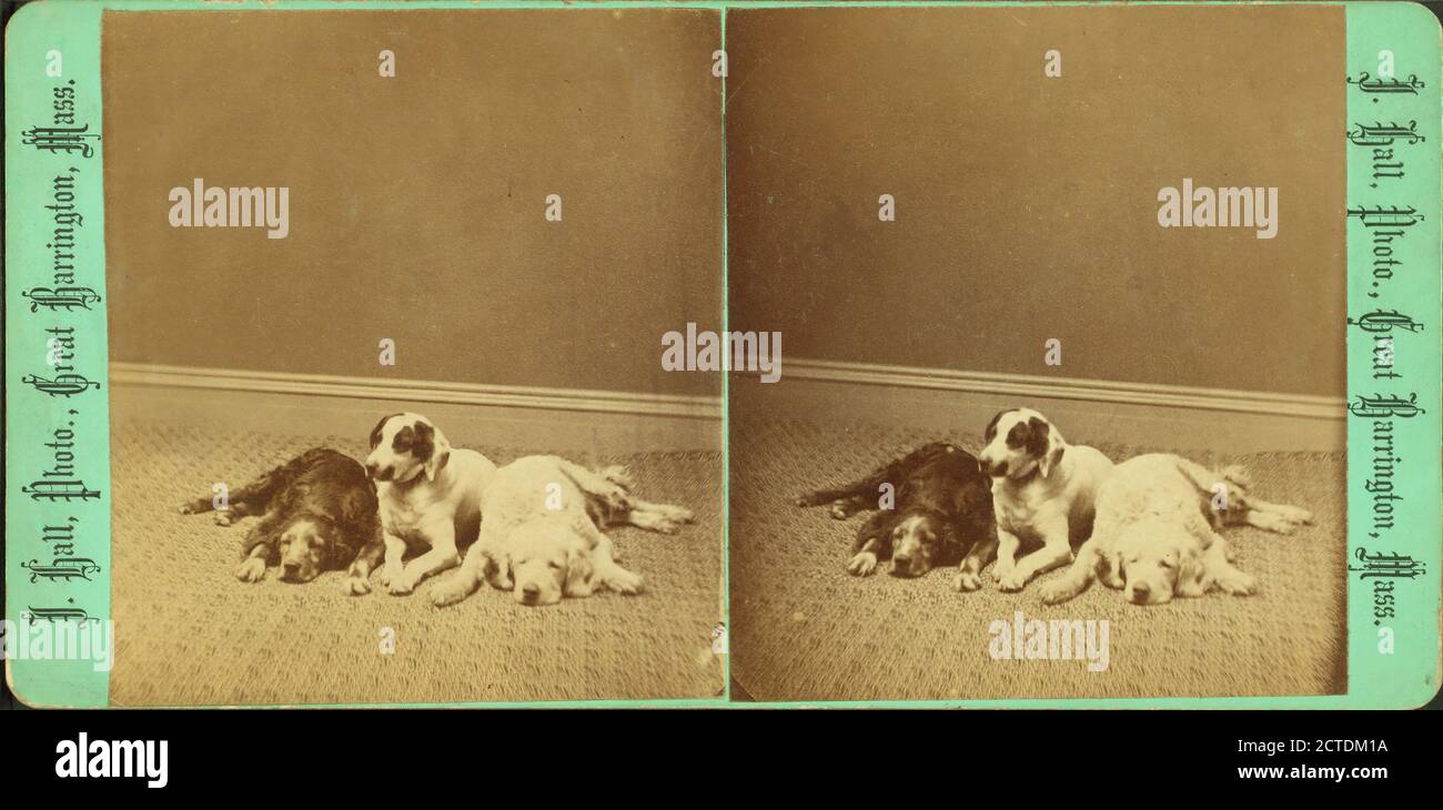 Studio portrait of 3 dogs., still image, Stereographs, 1850 - 1930 ...
